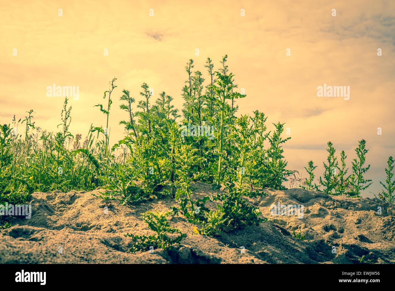 Sand thistle hi-res stock photography and images - Alamy