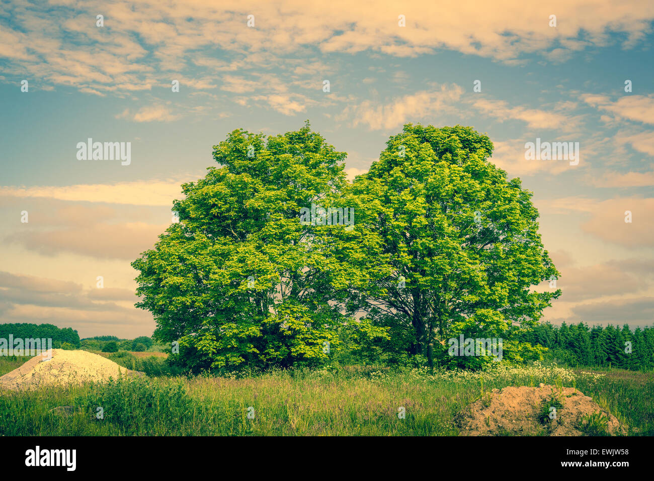 Two beautiful trees on field hi-res stock photography and images - Alamy