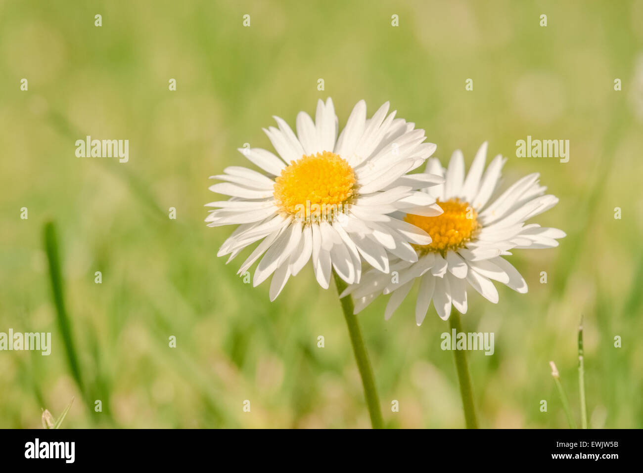 Two marguerite flowers on a fresh green background Stock Photo - Alamy