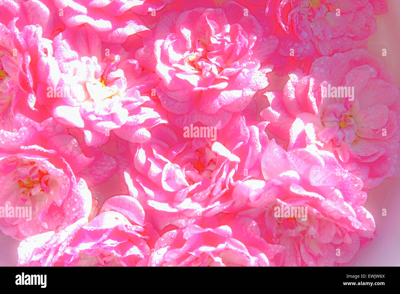 pink lovely roses in a soft background Stock Photo - Alamy