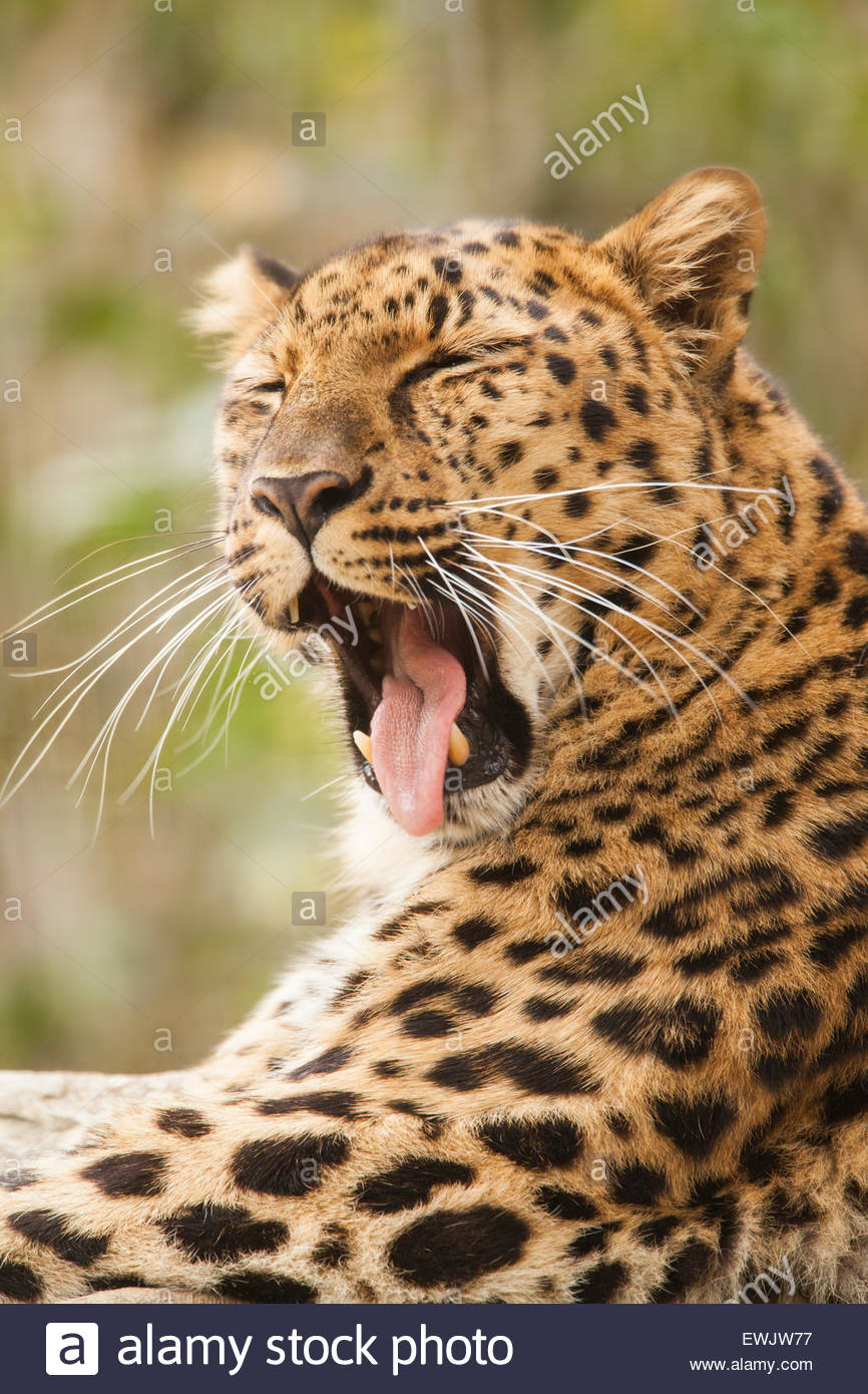 Leopard Tongue Stock Photos & Leopard Tongue Stock Images - Alamy