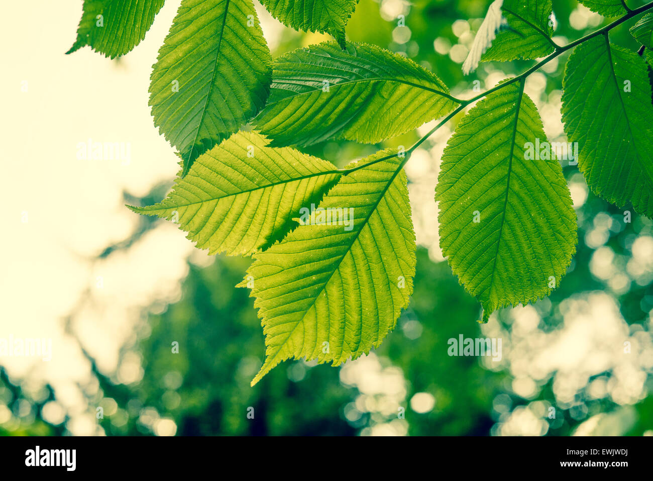 Beech tree with green leaves in the spring Stock Photo - Alamy