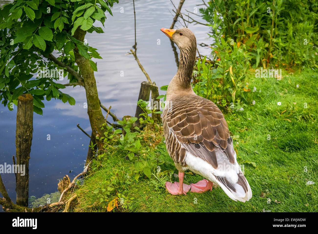 Grey goose standing near a dark lake Stock Photo - Alamy
