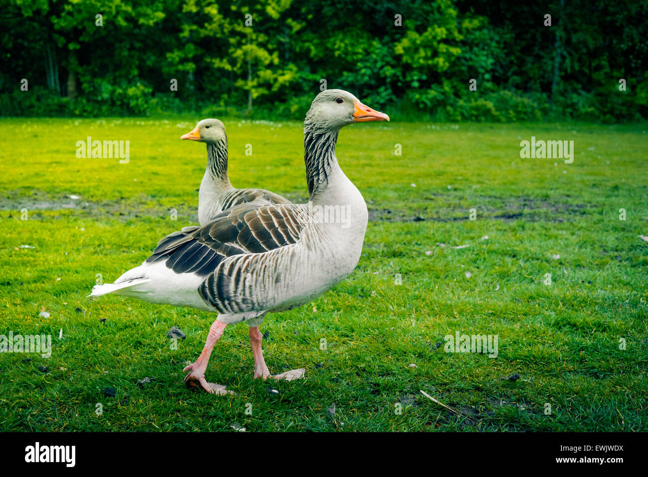 Portrait gray geese walking hi-res stock photography and images - Alamy