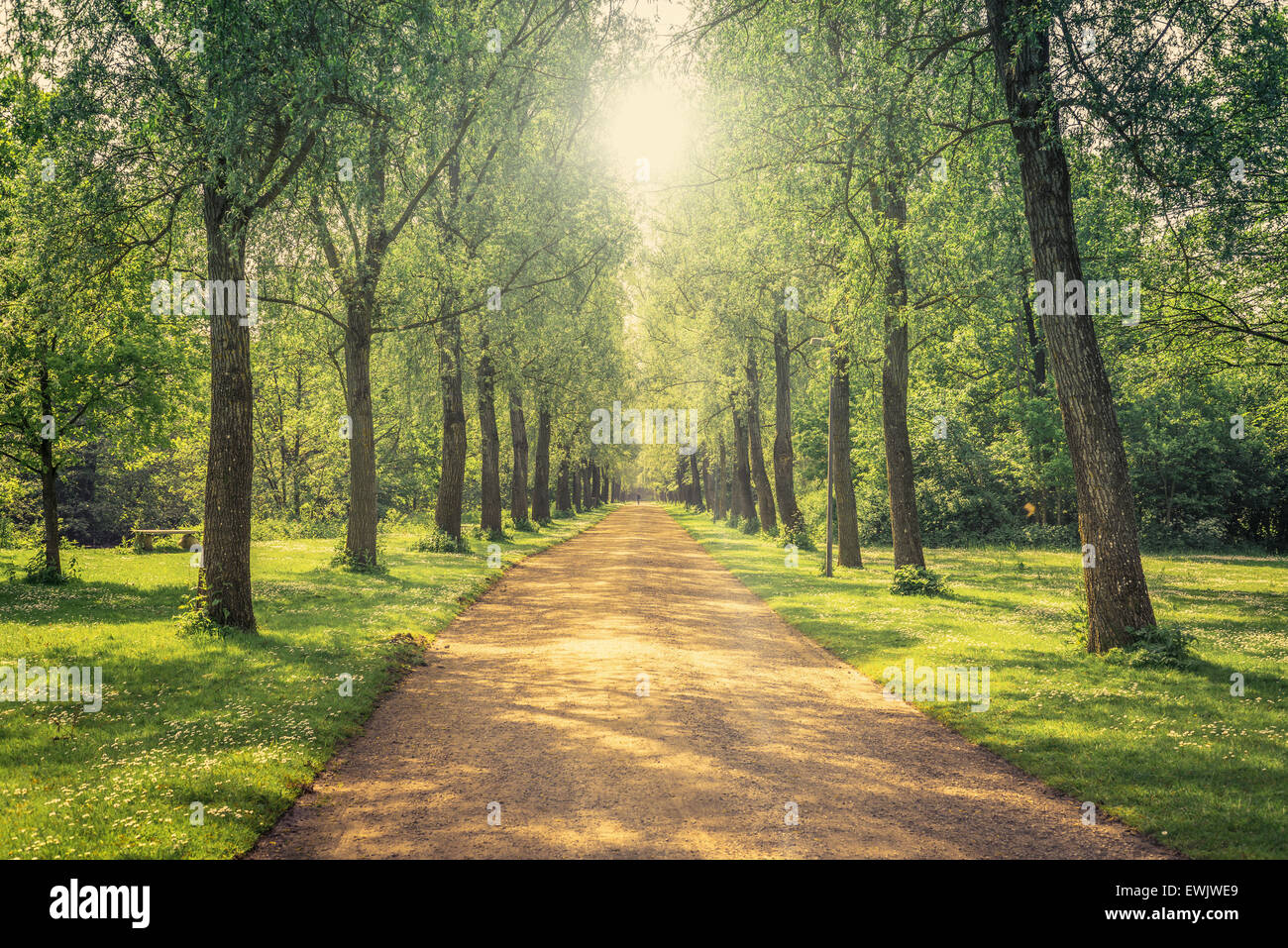 Park landscape with a long alley Stock Photo - Alamy