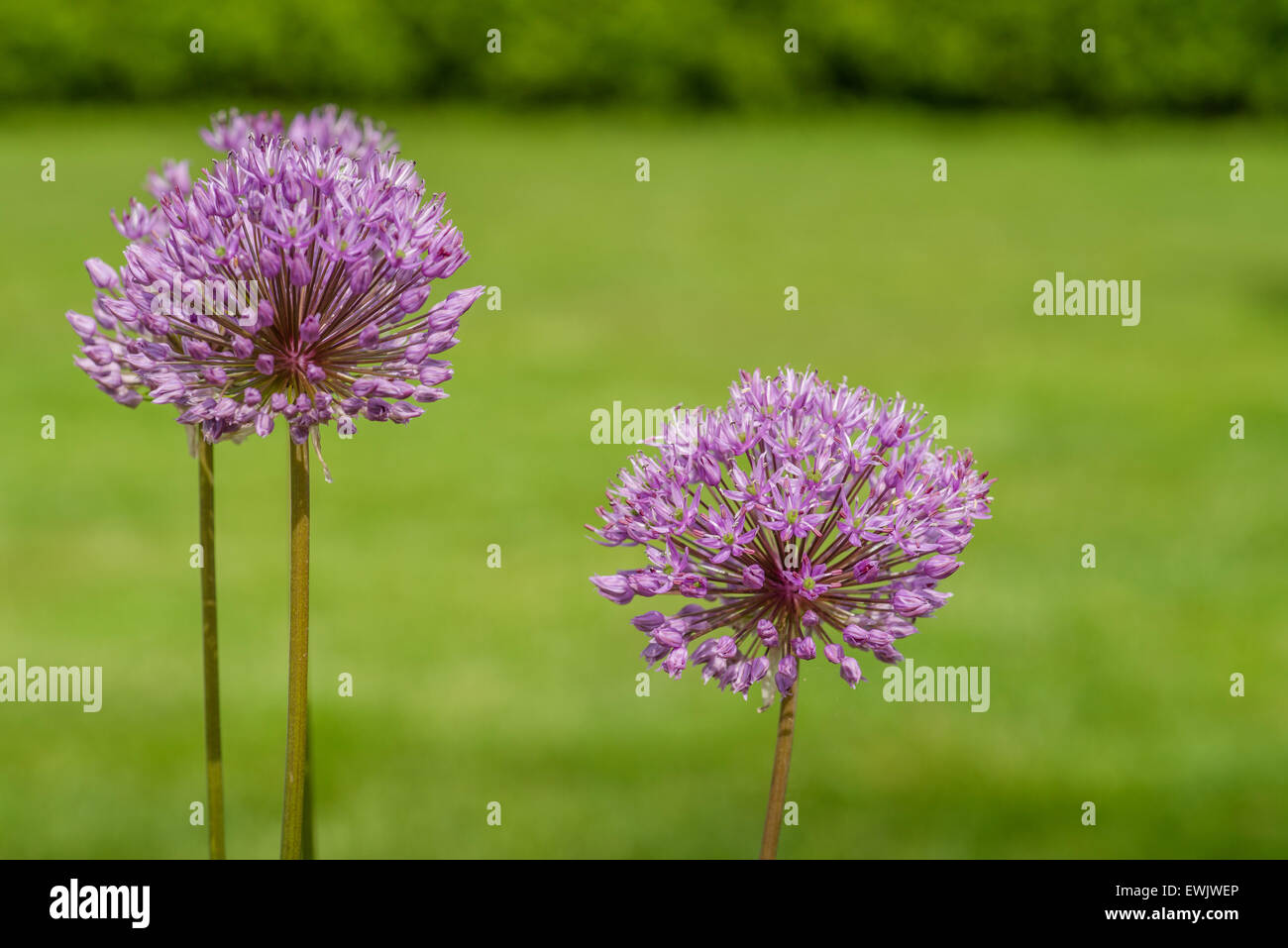 Close-up of a Allium Giganteum flower in a garden Stock Photo - Alamy