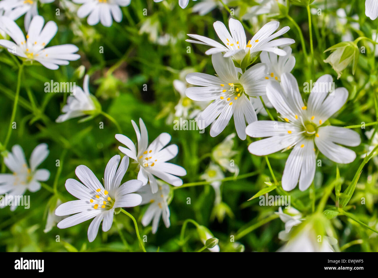 White wildflowers in a green garden Stock Photo - Alamy