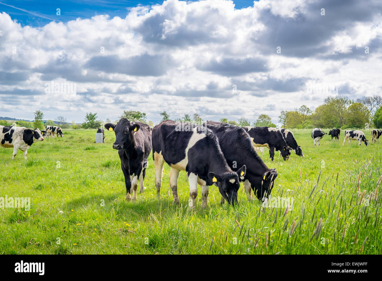 Holstein frieser hi-res stock photography and images - Alamy