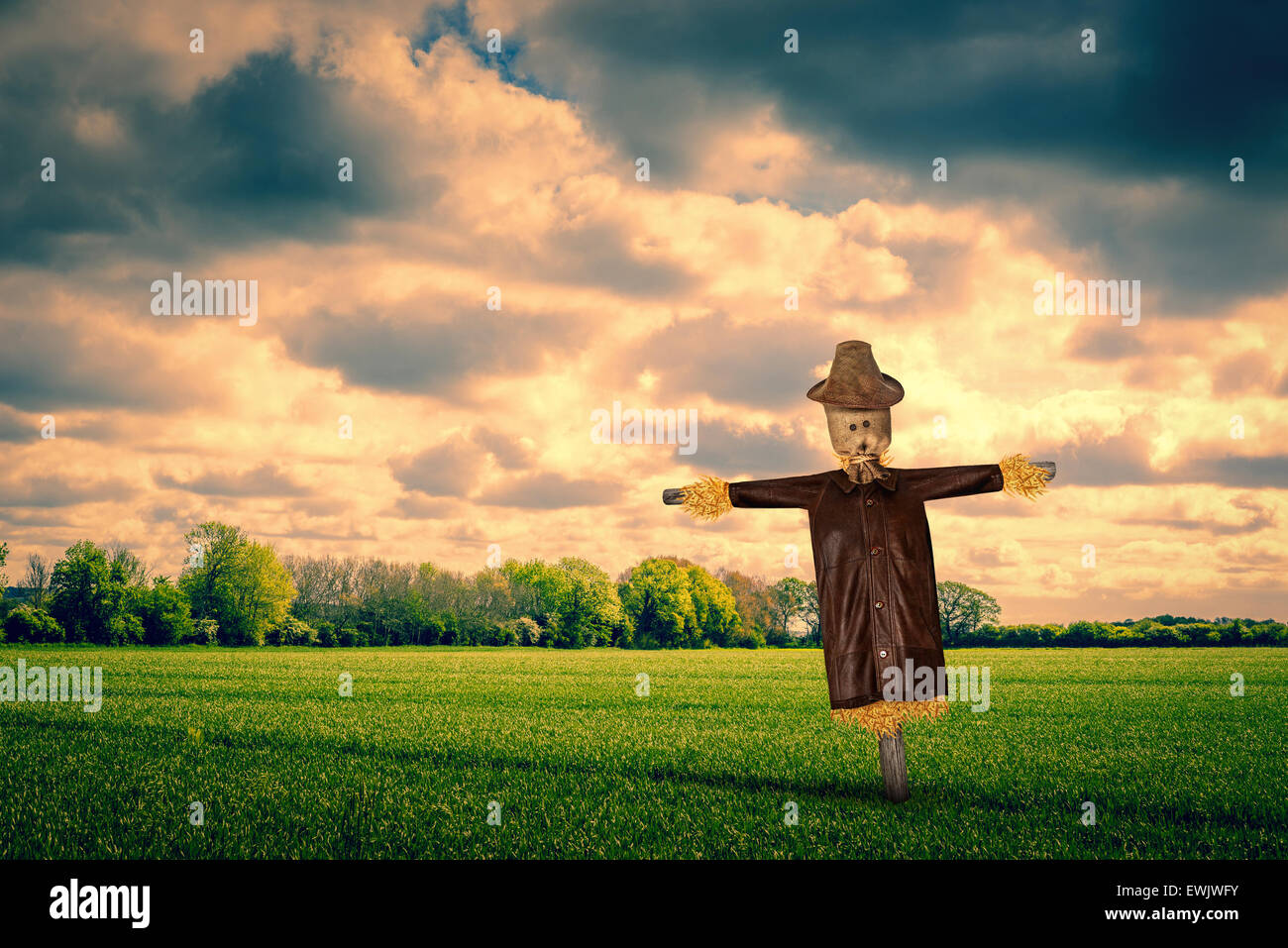 Scarecrow with a leather jacket on a green field Stock Photo - Alamy