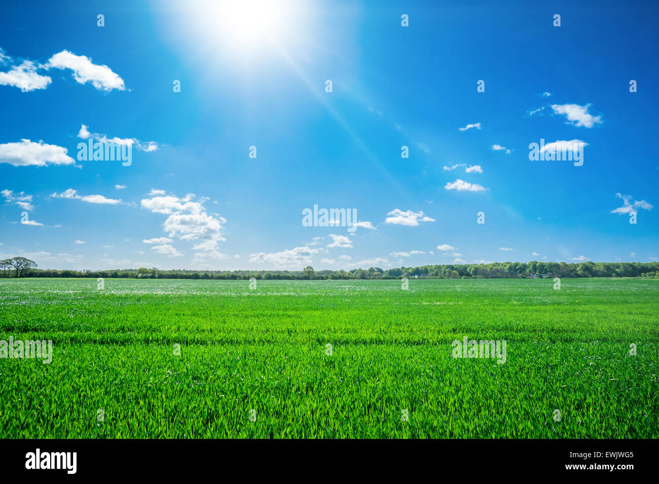 Countryside landscape field in the summer Stock Photo - Alamy