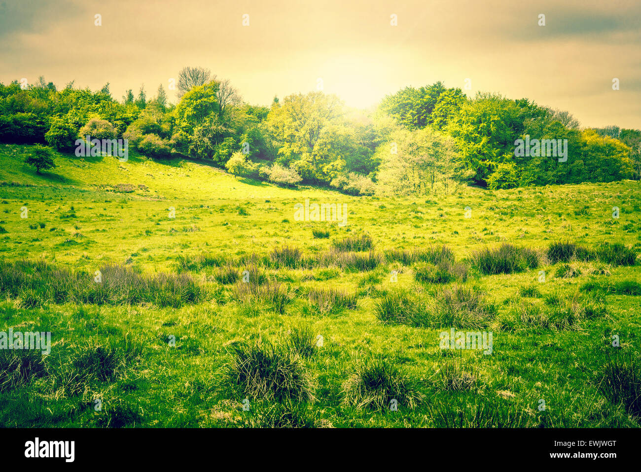 Sunshine over a countryside landscape with trees Stock Photo - Alamy