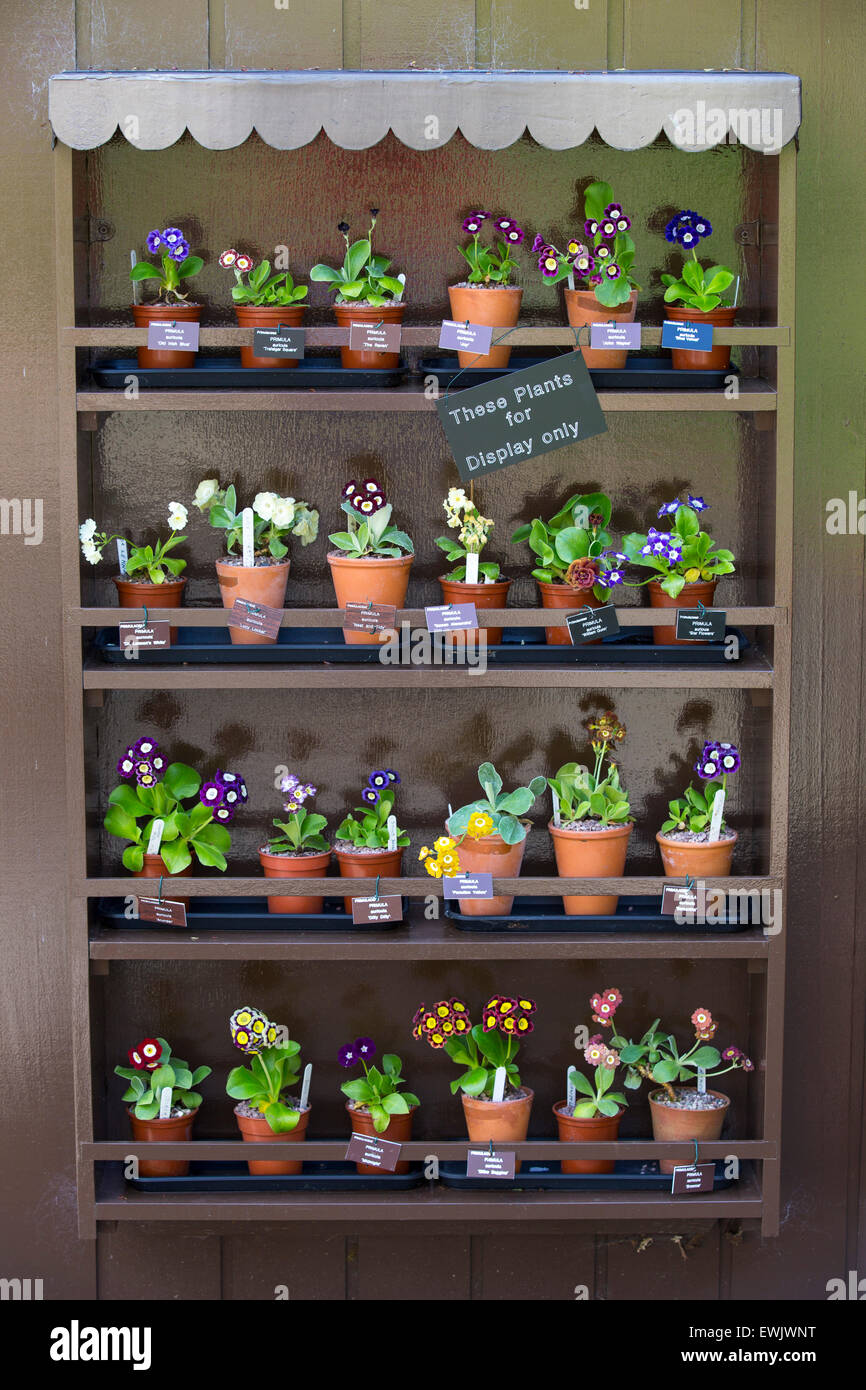 Flower auriculas hi-res stock photography and images - Alamy