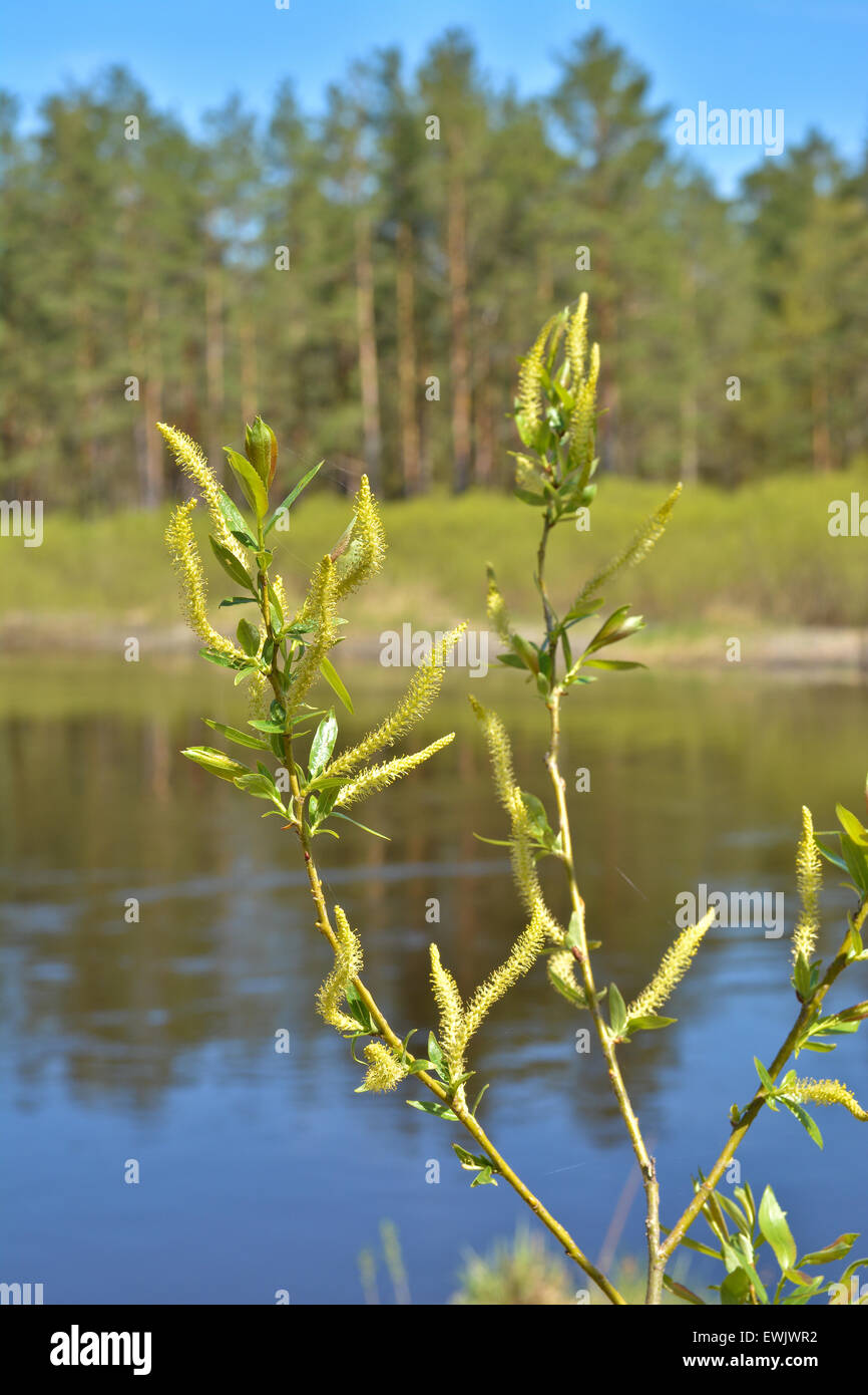 Blooming willow river is in the background. Spring fresh leaves on the ...