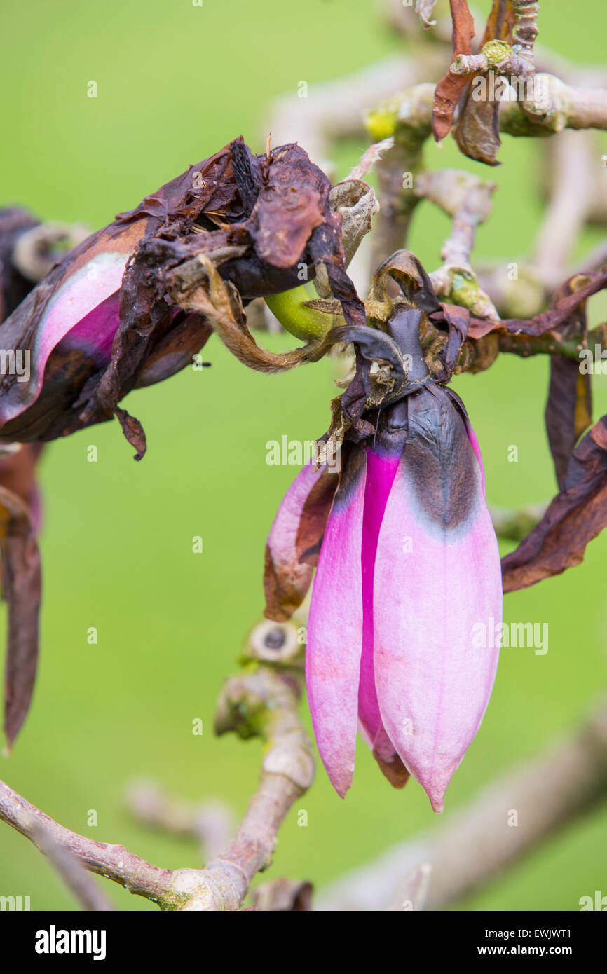 Magnolia flowers that have been damaged by a late Spring frost in ...