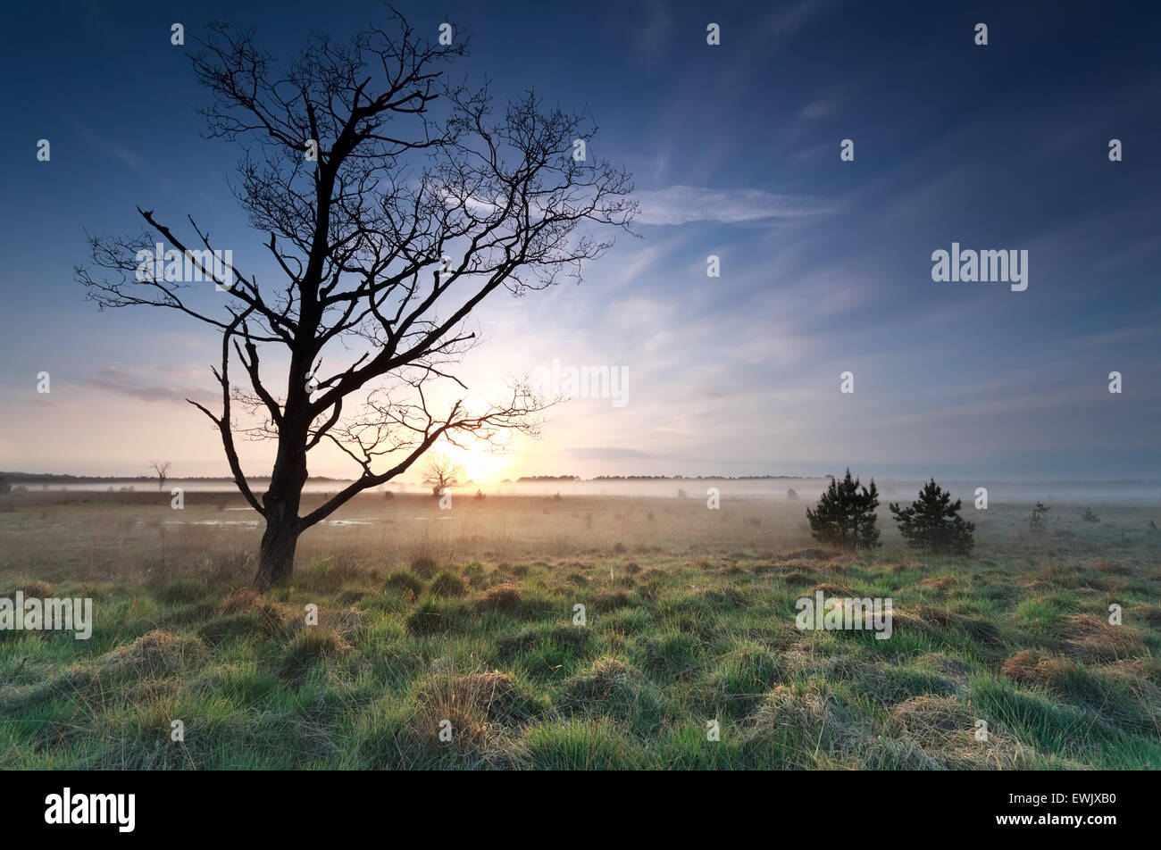 dry tree on meadow and sunrise Stock Photo - Alamy