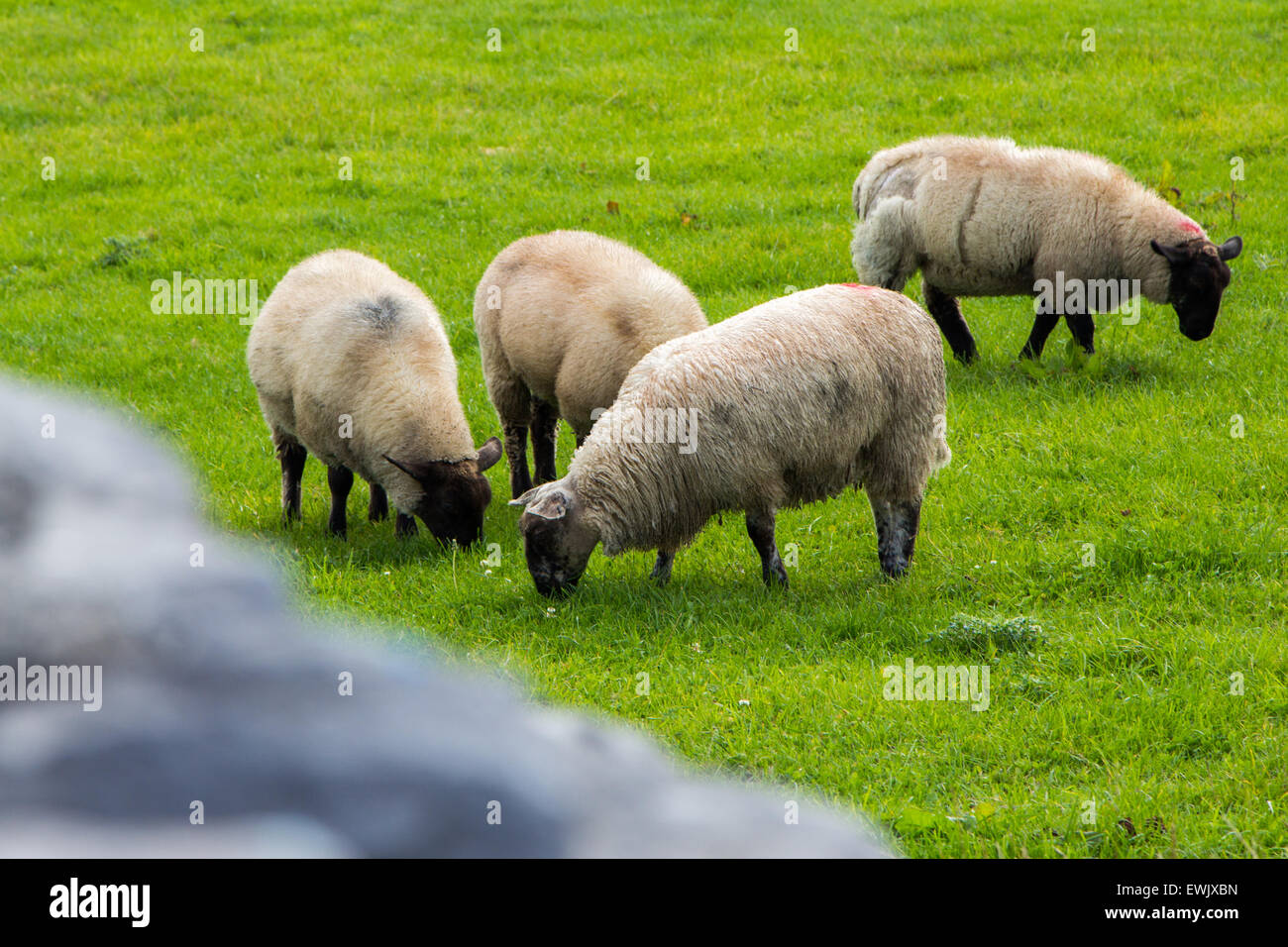Sheep in a field Stock Photo - Alamy