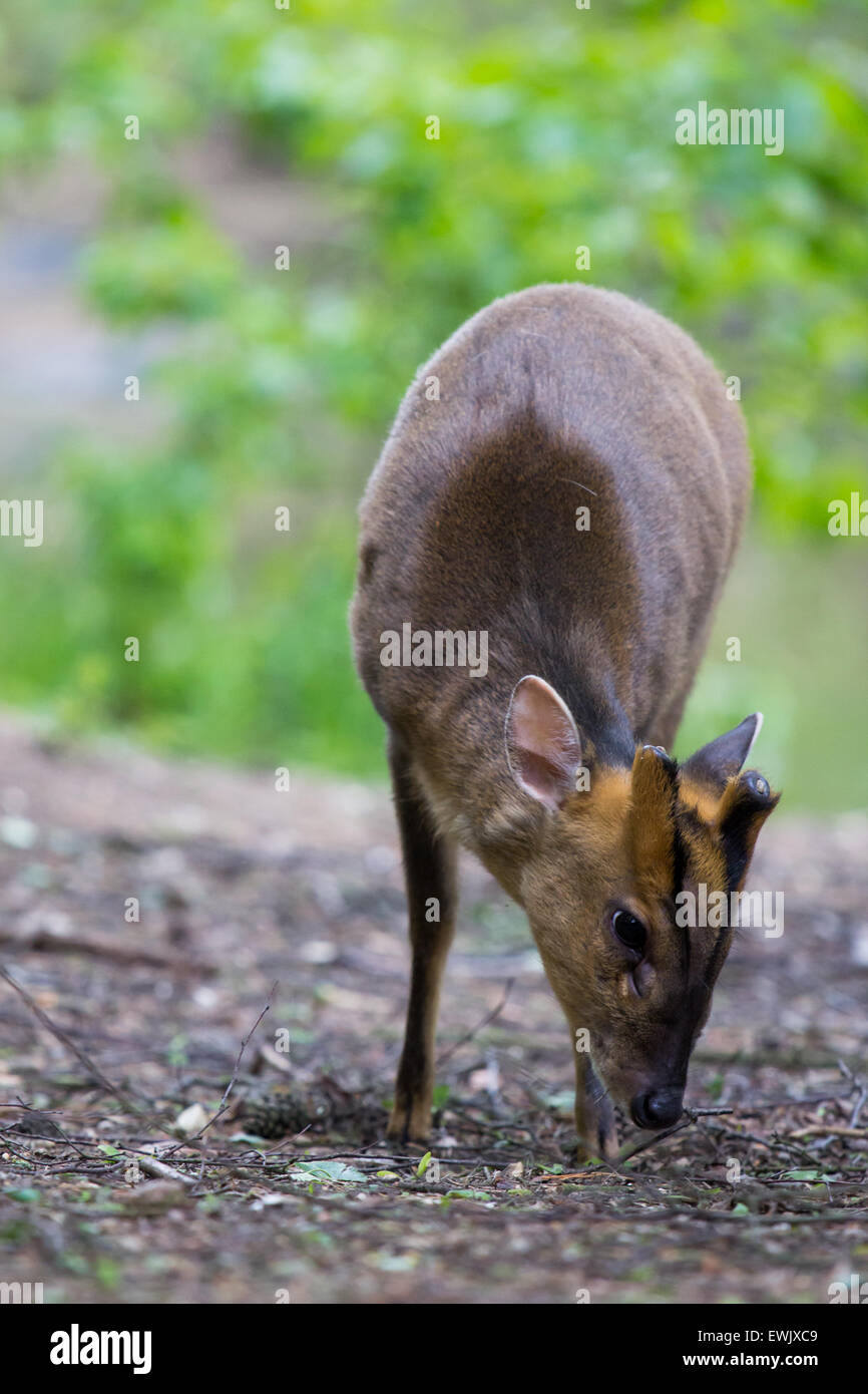Thetford forest deer hi-res stock photography and images - Alamy