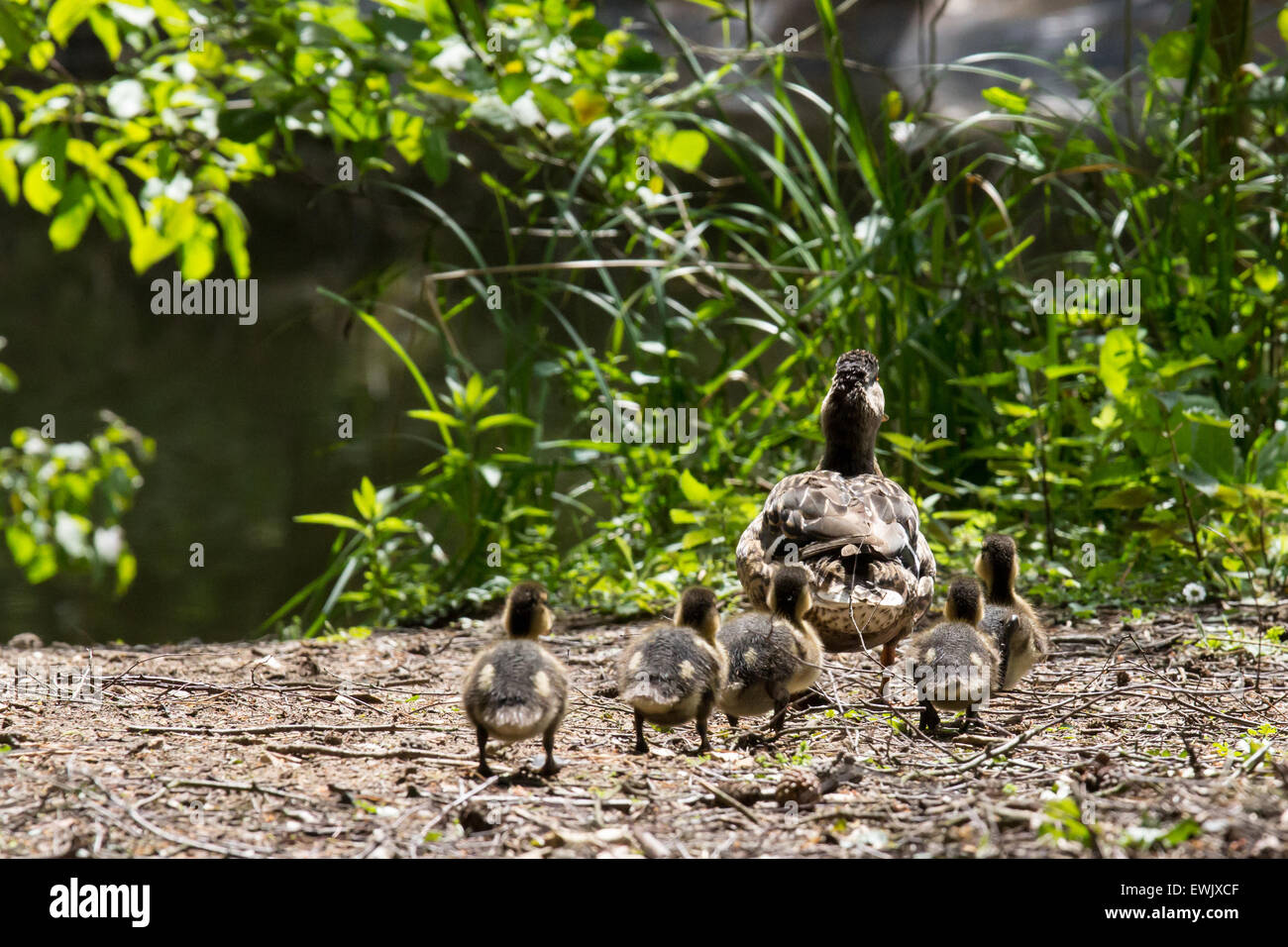 Mother duck with ducklings following in a line Stock Photo - Alamy
