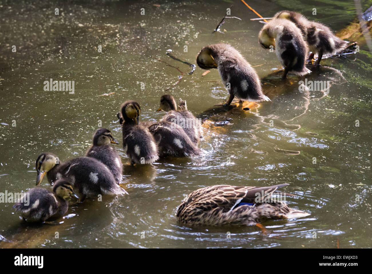Baby ducks line hi-res stock photography and images - Alamy