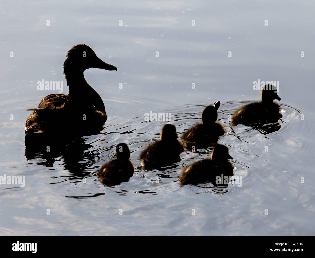 Ducklings with their mother Stock Photo - Alamy
