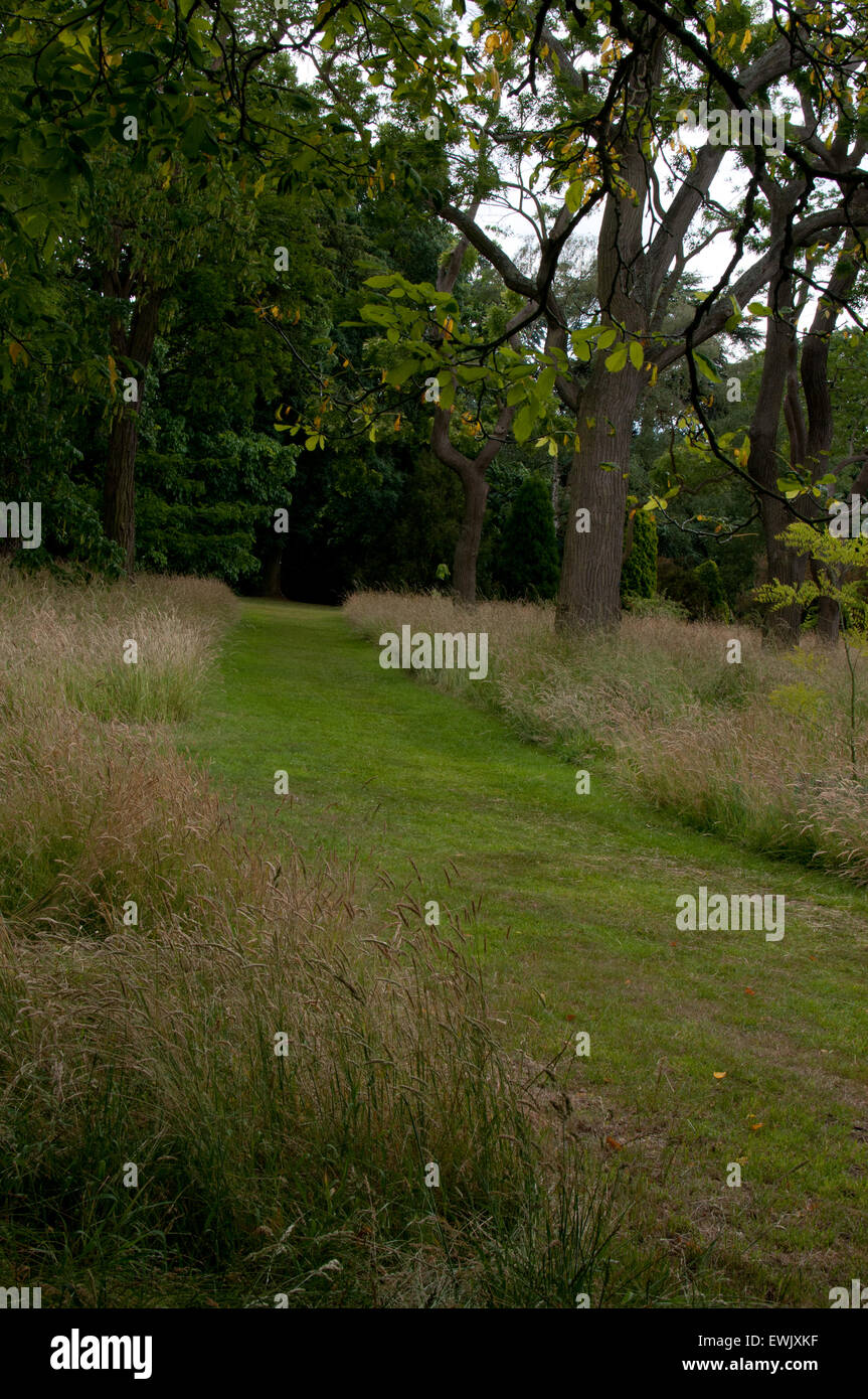 grassy path and trees Stock Photo - Alamy