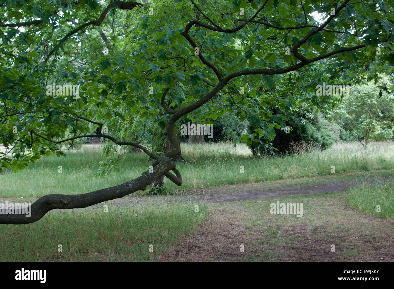 tree branch at kew gardens Stock Photo - Alamy