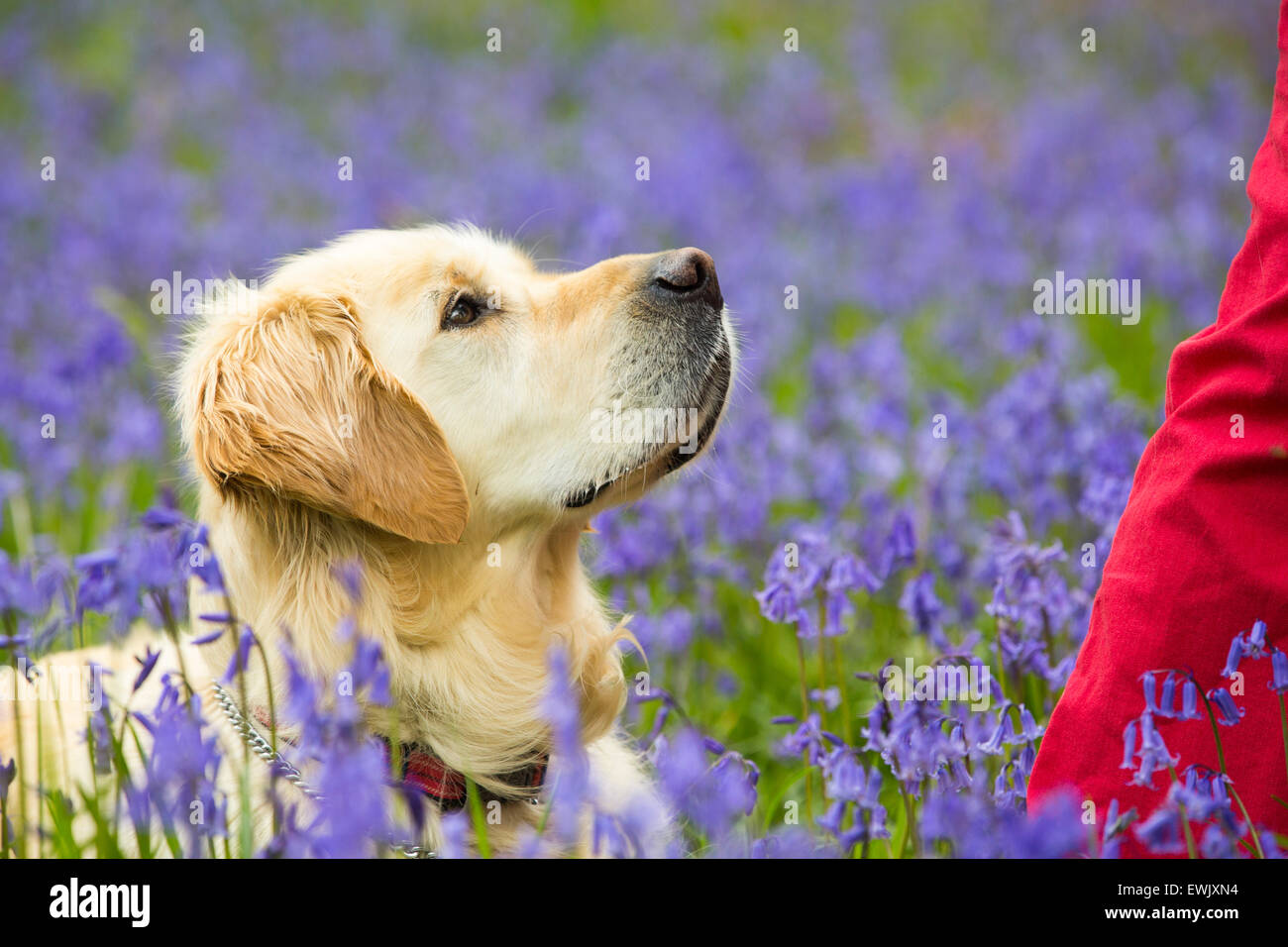 A Golden Retriever dog in Bluebells in Jiffy Knotts wood near Ambleside ...