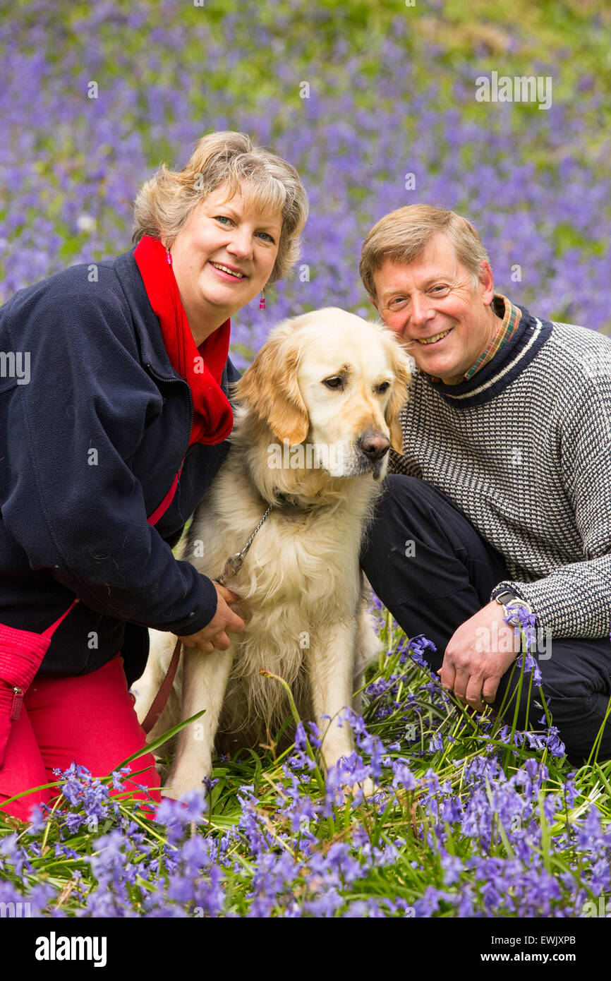 A Golden Retriever dog and owners in Bluebells in Jiffy Knotts wood ...