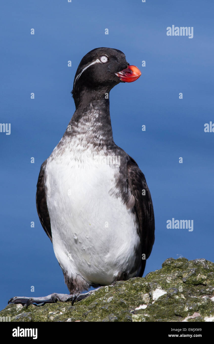 Parakeet auklet hi-res stock photography and images - Alamy