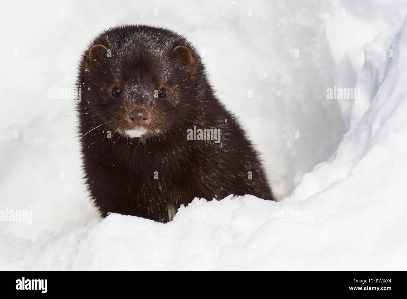 Mink hi-res stock photography and images - Alamy
