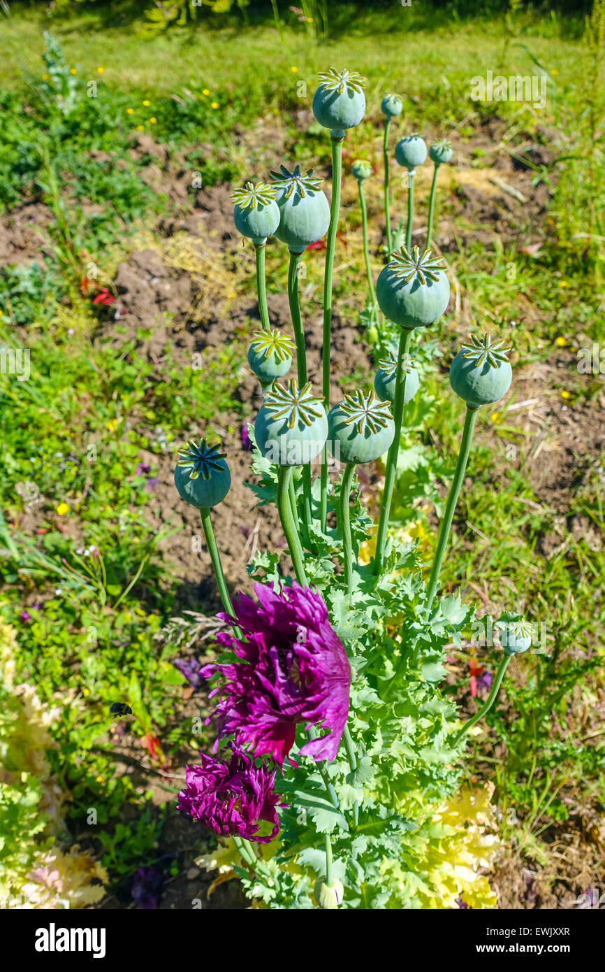 Opium poppy blue hi-res stock photography and images - Alamy