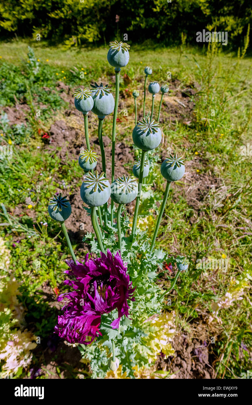 Poppy flowers and seed heads, opium, drugs, war on drugs, heroin Stock ...