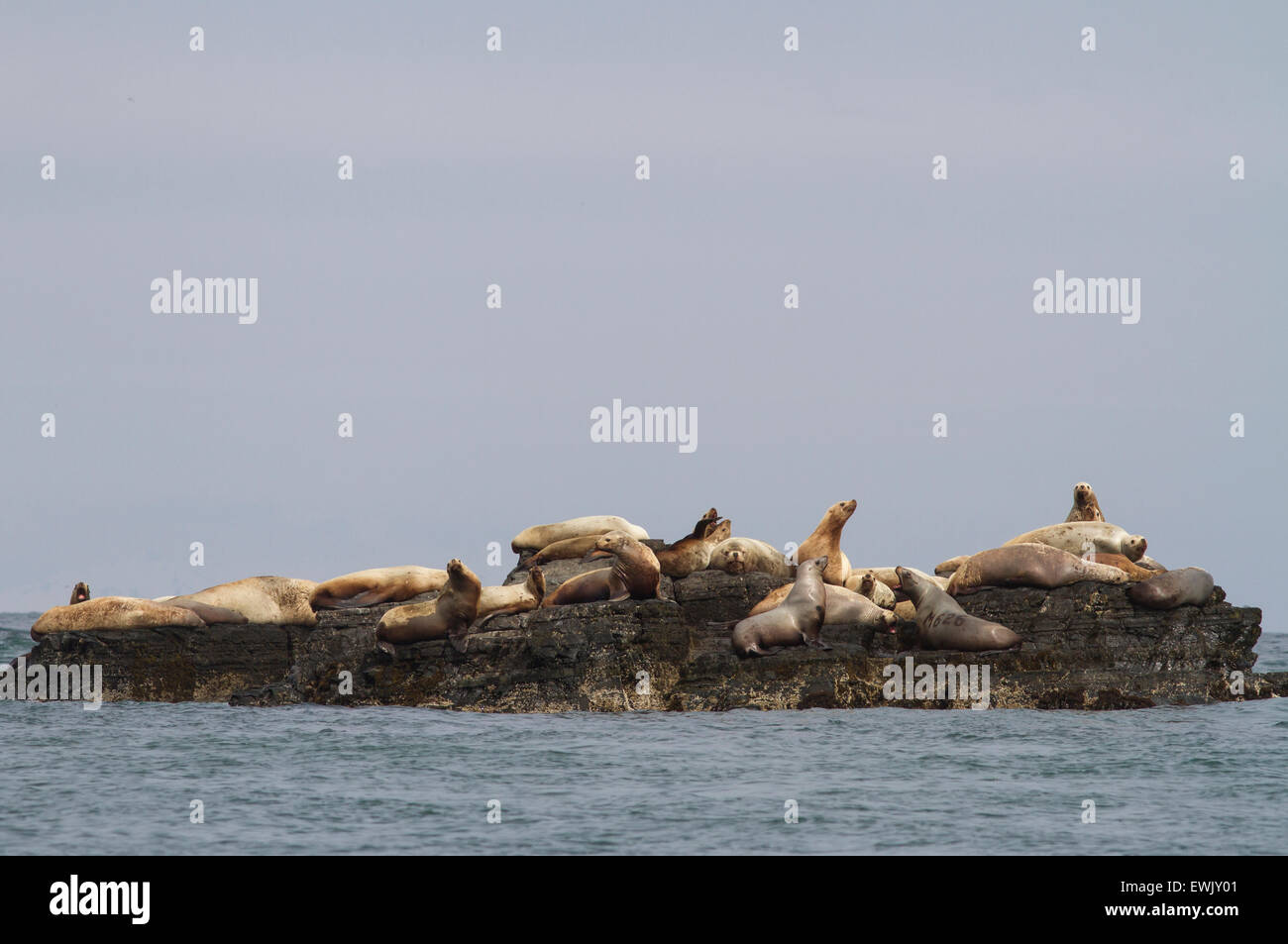 Steller sea lion rookery on cliffs of the island in the Pacific Ocean ...