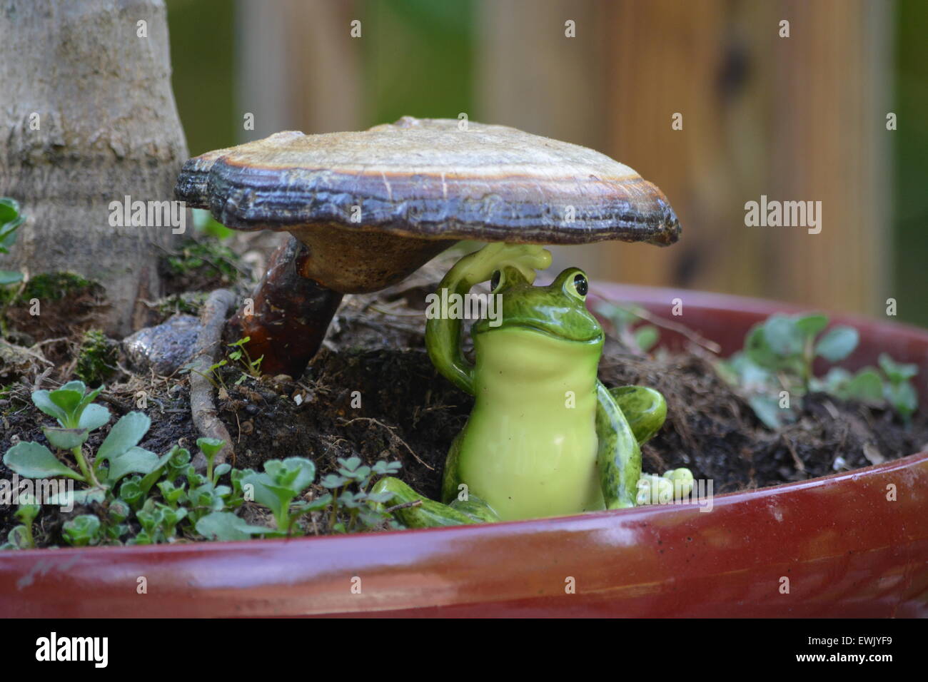 comical,frog, mushroom, home Stock Photo - Alamy