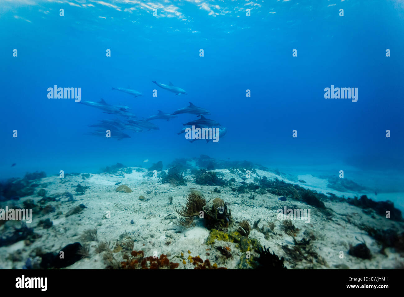 Pod of 14 wild common bottlenose dolphin , Tursiops truncatus, swimming ...