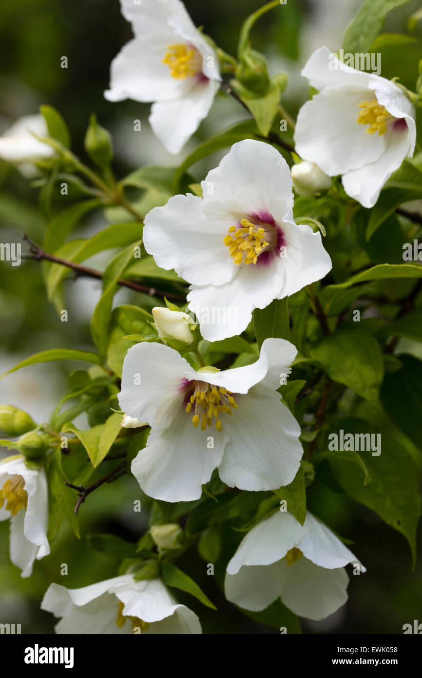 Mock orange philadelphus hi-res stock photography and images - Alamy