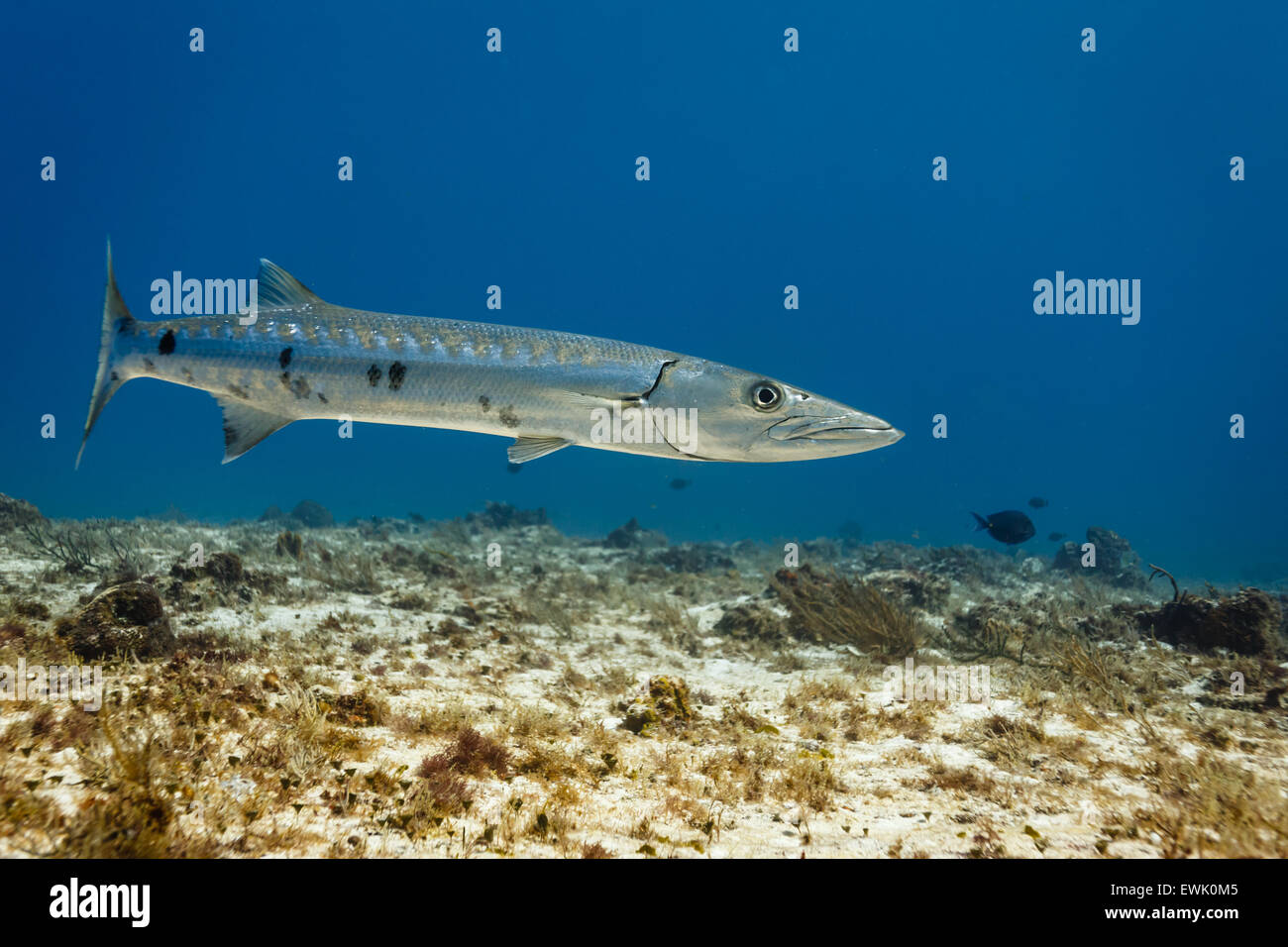 Silver barracuda , Sphyraena barracuda, swims in clear blue waters on a ...