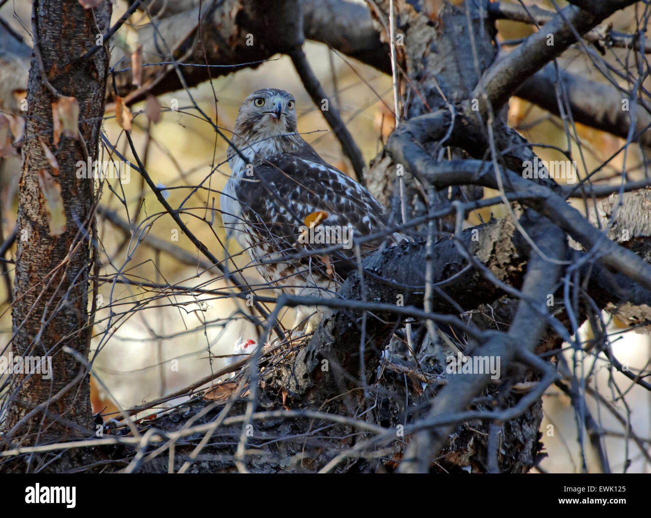 Red tailed hawk perched in tree Stock Photo - Alamy