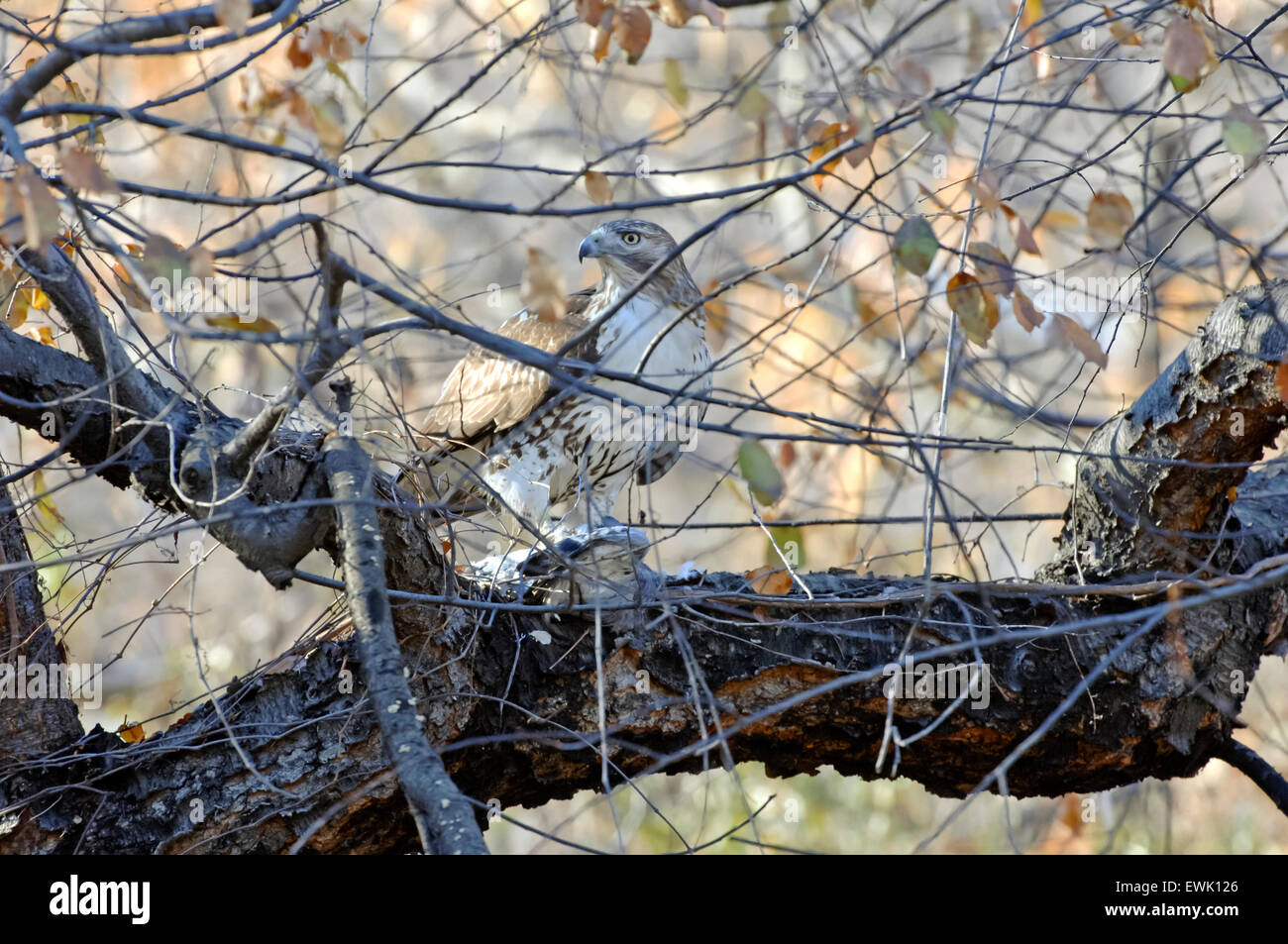 Red tailed hawk perched in tree Stock Photo - Alamy