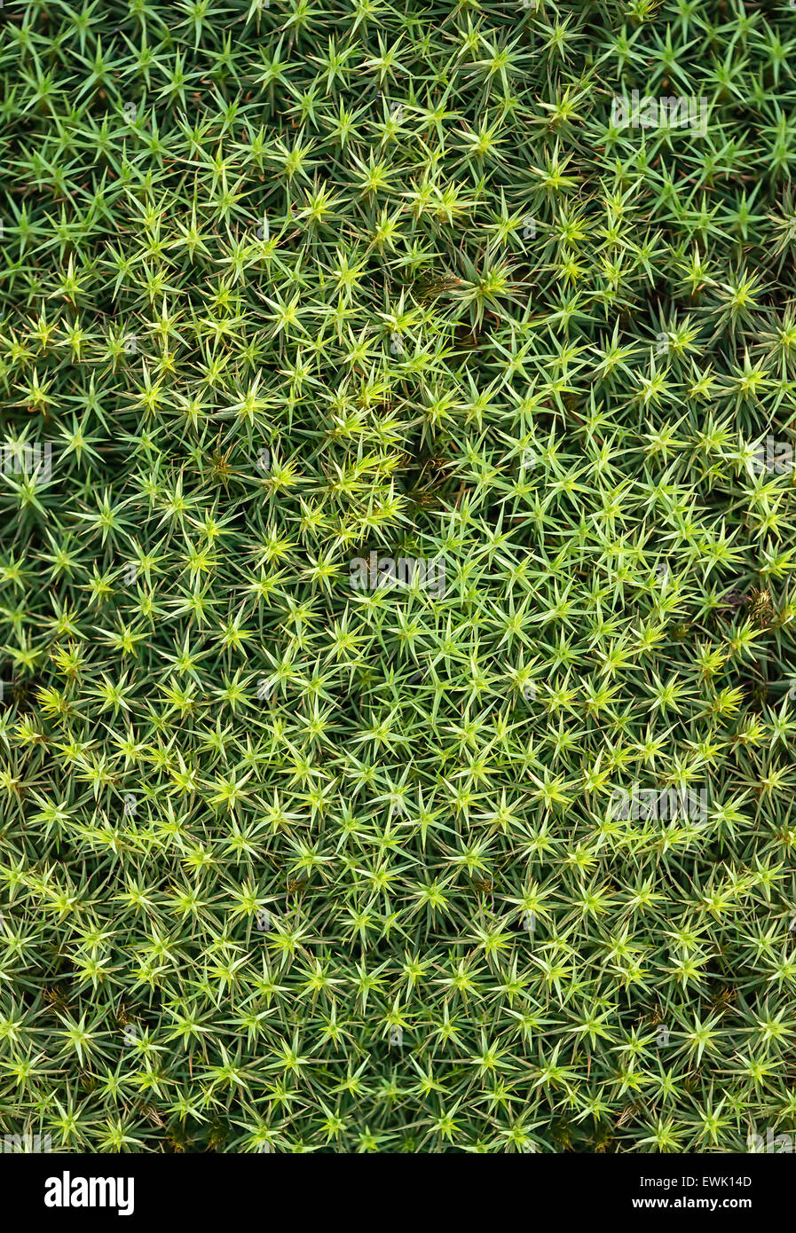Moss patch hi-res stock photography and images - Alamy