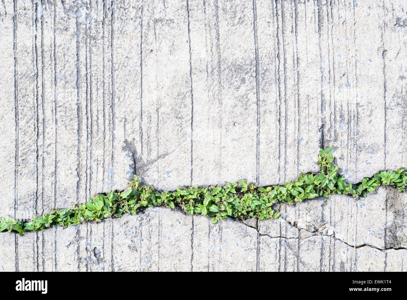 Tree growing on the crack concrete floor Stock Photo - Alamy