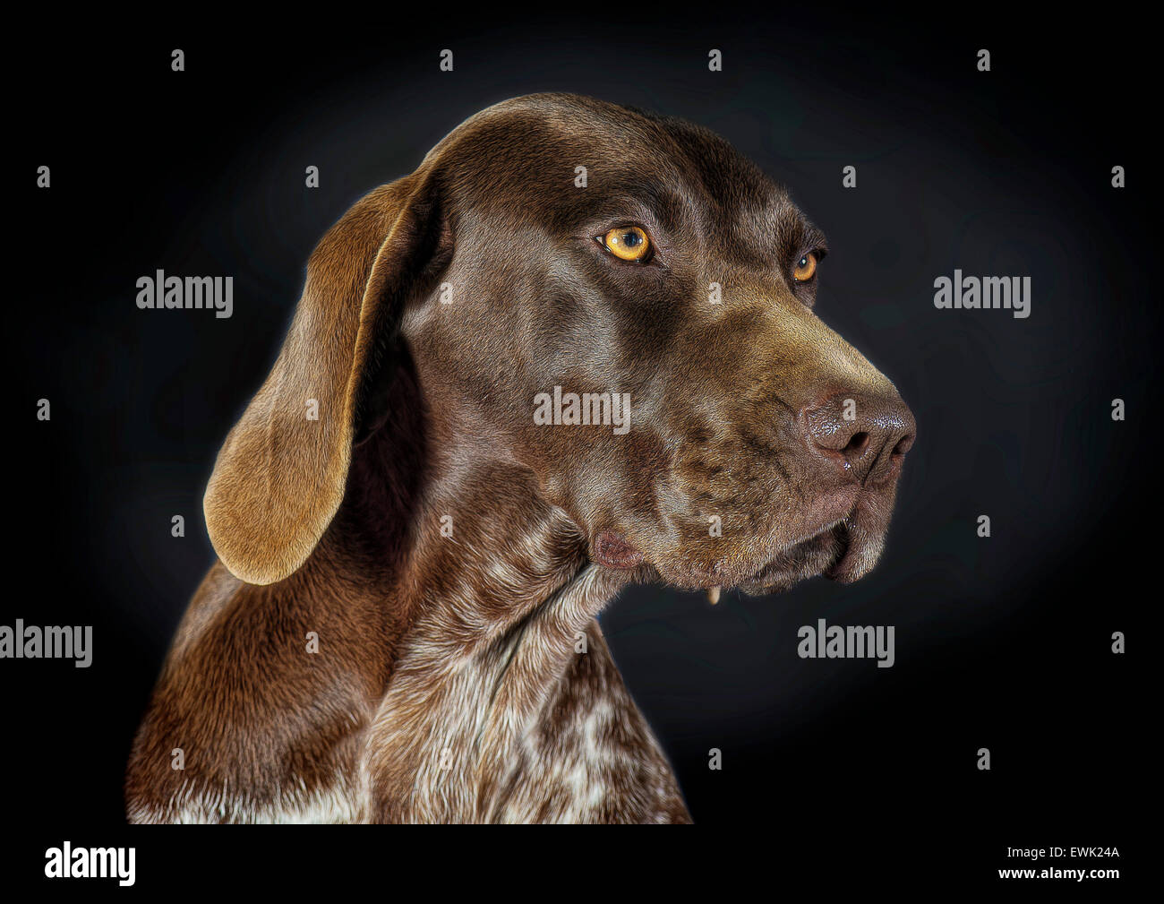 Beautiful portrait of a German Shorthaired Pointer Stock Photo - Alamy