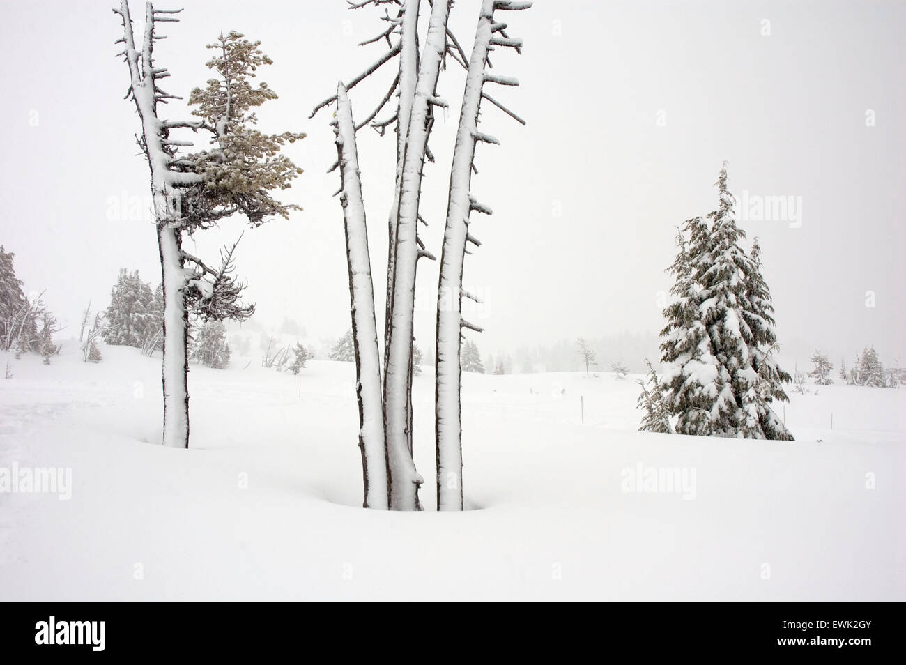 Winter forest at Timberline, Mt Hood National Forest, Oregon Stock ...