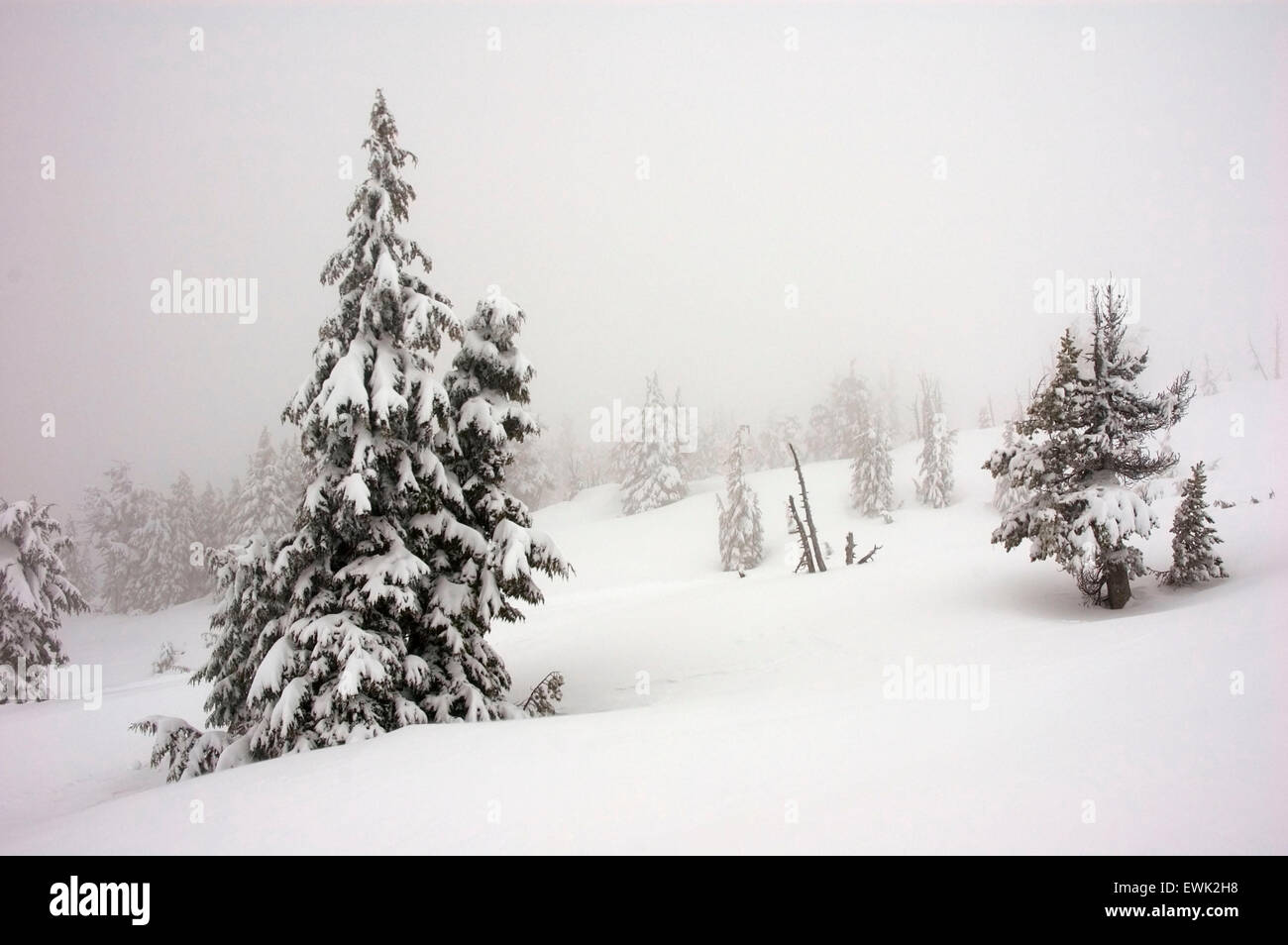 Winter forest at Timberline, Mt Hood National Forest, Oregon Stock ...
