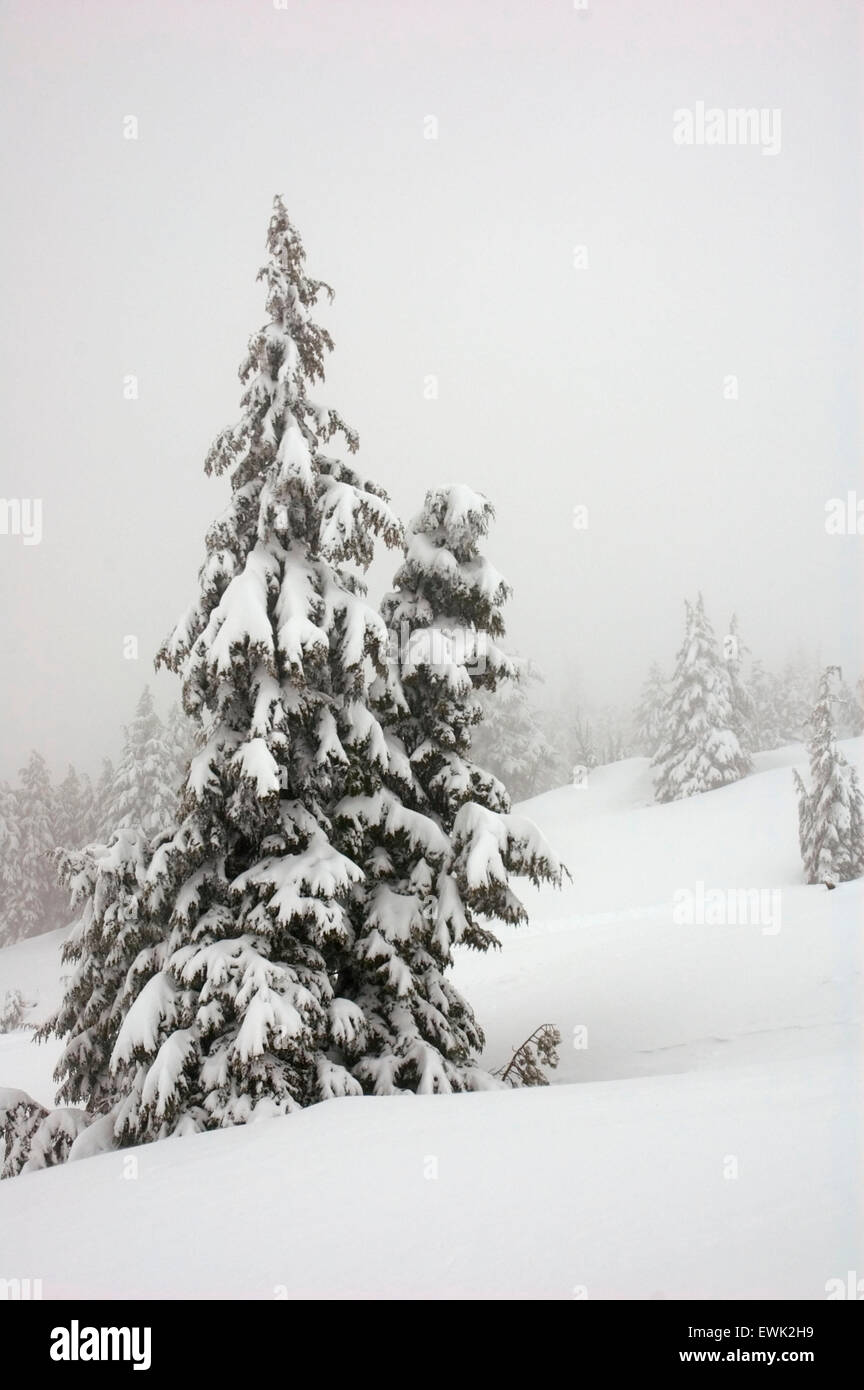 Winter forest at Timberline, Mt Hood National Forest, Oregon Stock ...