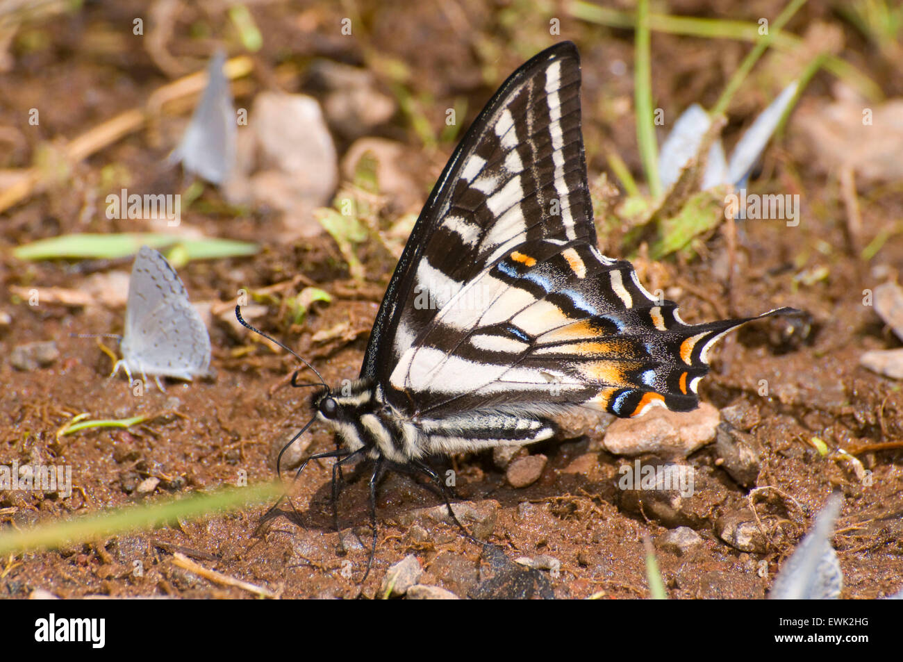 Pale Swallowtail (Papilio eurymedon) at Gate Creek, Mt Hood National ...