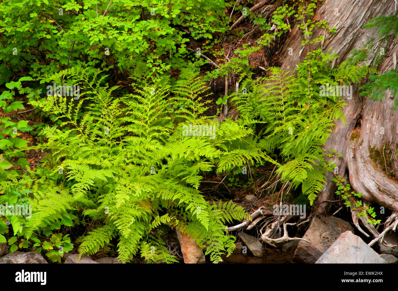 Ferns by Elk Lake Creek, Mt Hood National Forest, Oregon Stock Photo ...