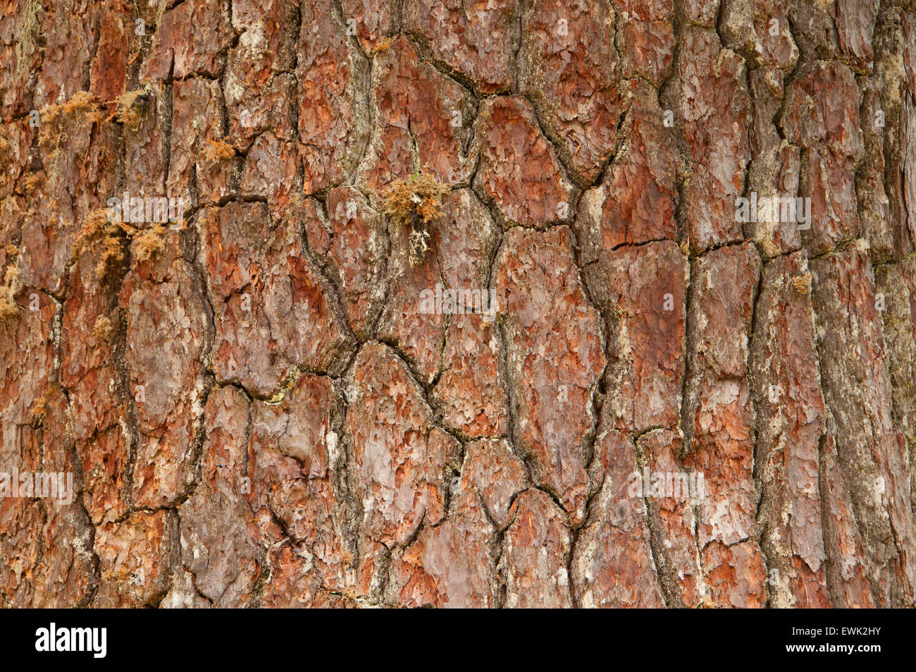 Trunk by Elk Lake Creek, Mt Hood National Forest, Oregon Stock Photo ...