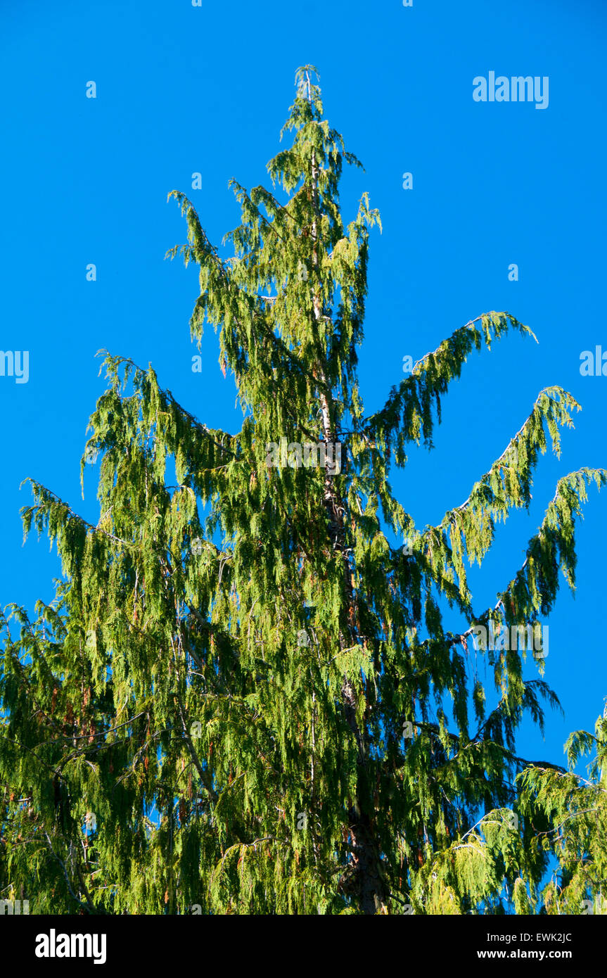 Cedar tree alaska hi-res stock photography and images - Alamy