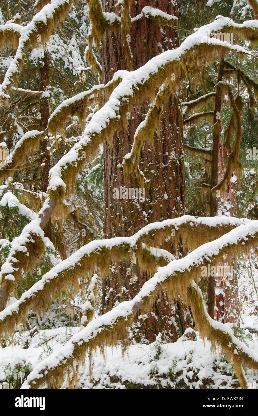 Vine maple winter hi-res stock photography and images - Alamy